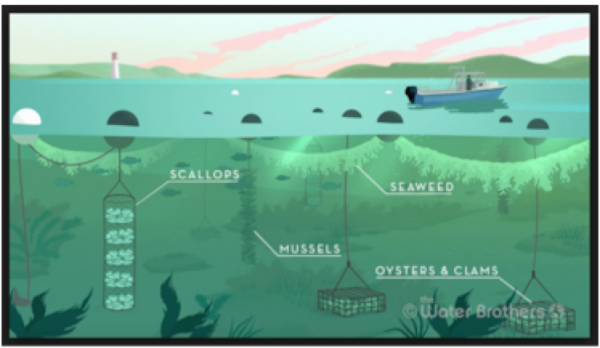 Seaweed- a Solution to Ocean Acidification - San Diego Pollution Trackers